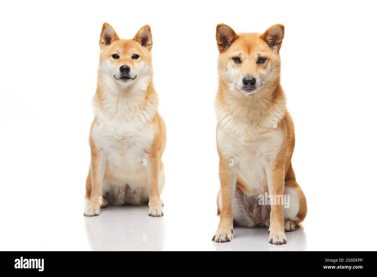 Pair of Calm Shiba Inu Dogs Sitting Side by Side Stock Photo - Alamy
