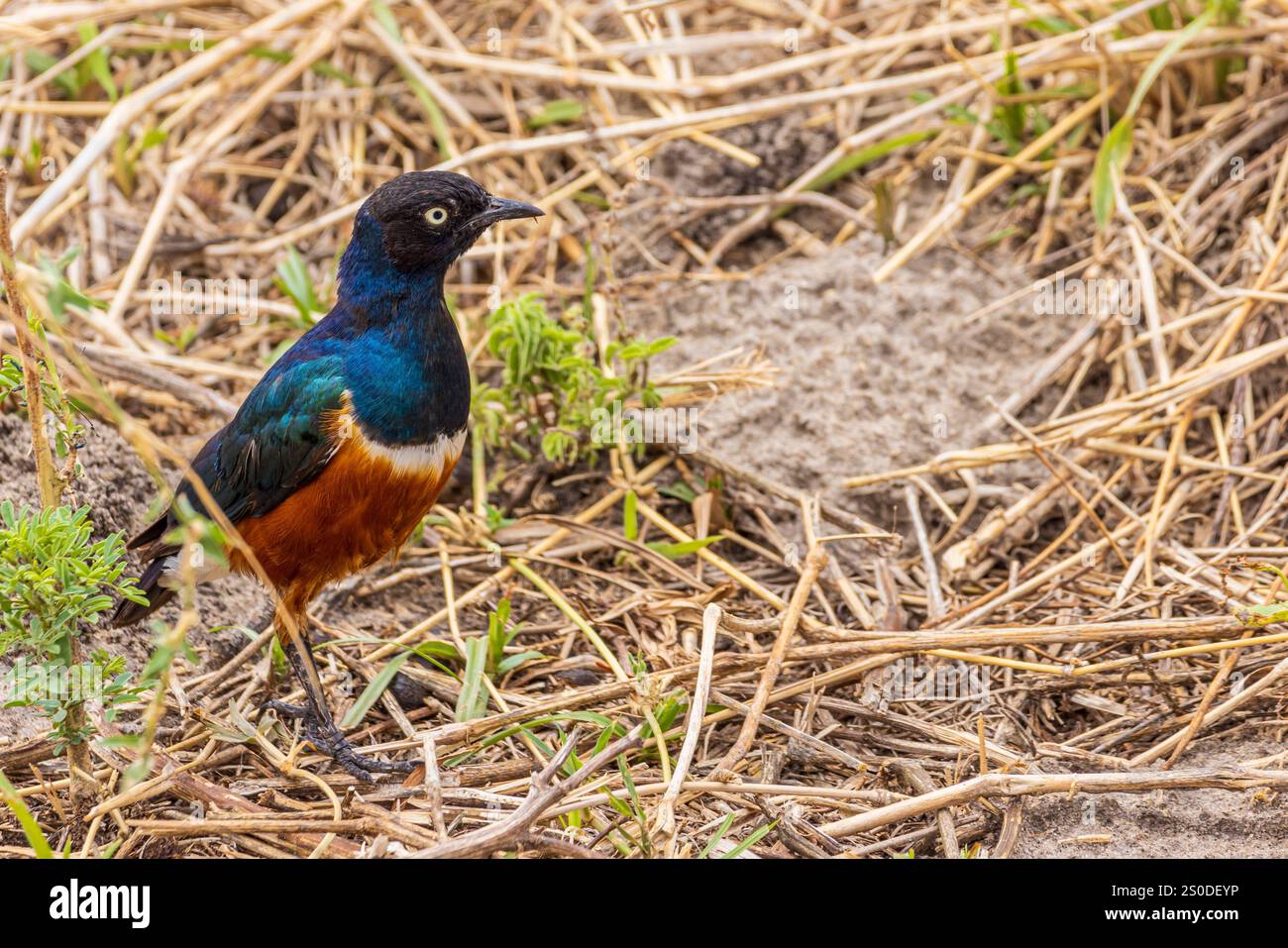 Tricolor starling or Superb starling (Lamprotornis superbus) walking in ...