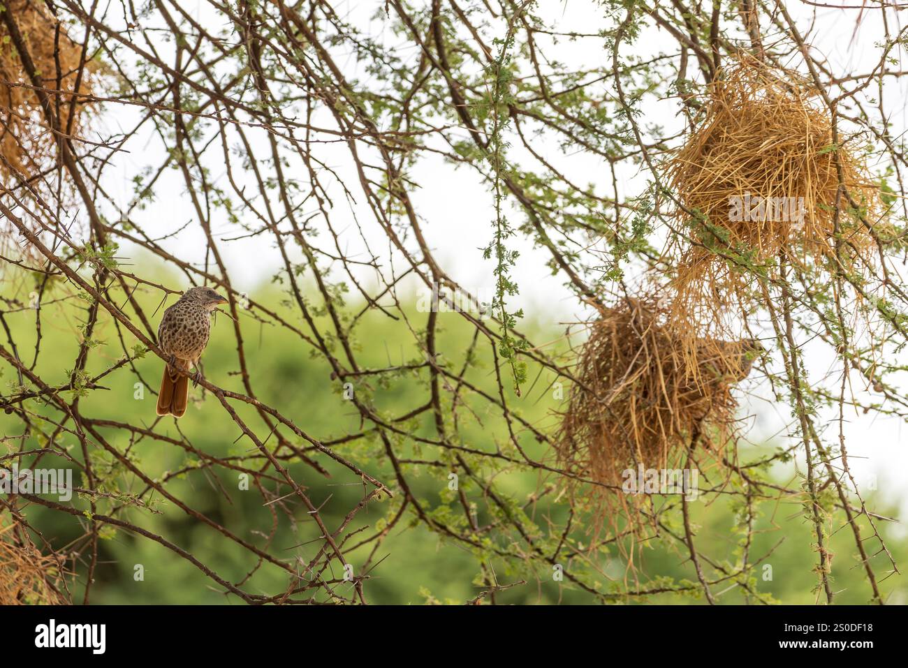 Rufous-tailed Weaver (Histurgops ruficauda) with grass netsts in tree ...
