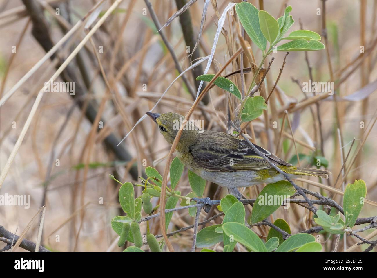 Female Village Weaver (Ploceus cucullatus) in bushes in Tarangire ...