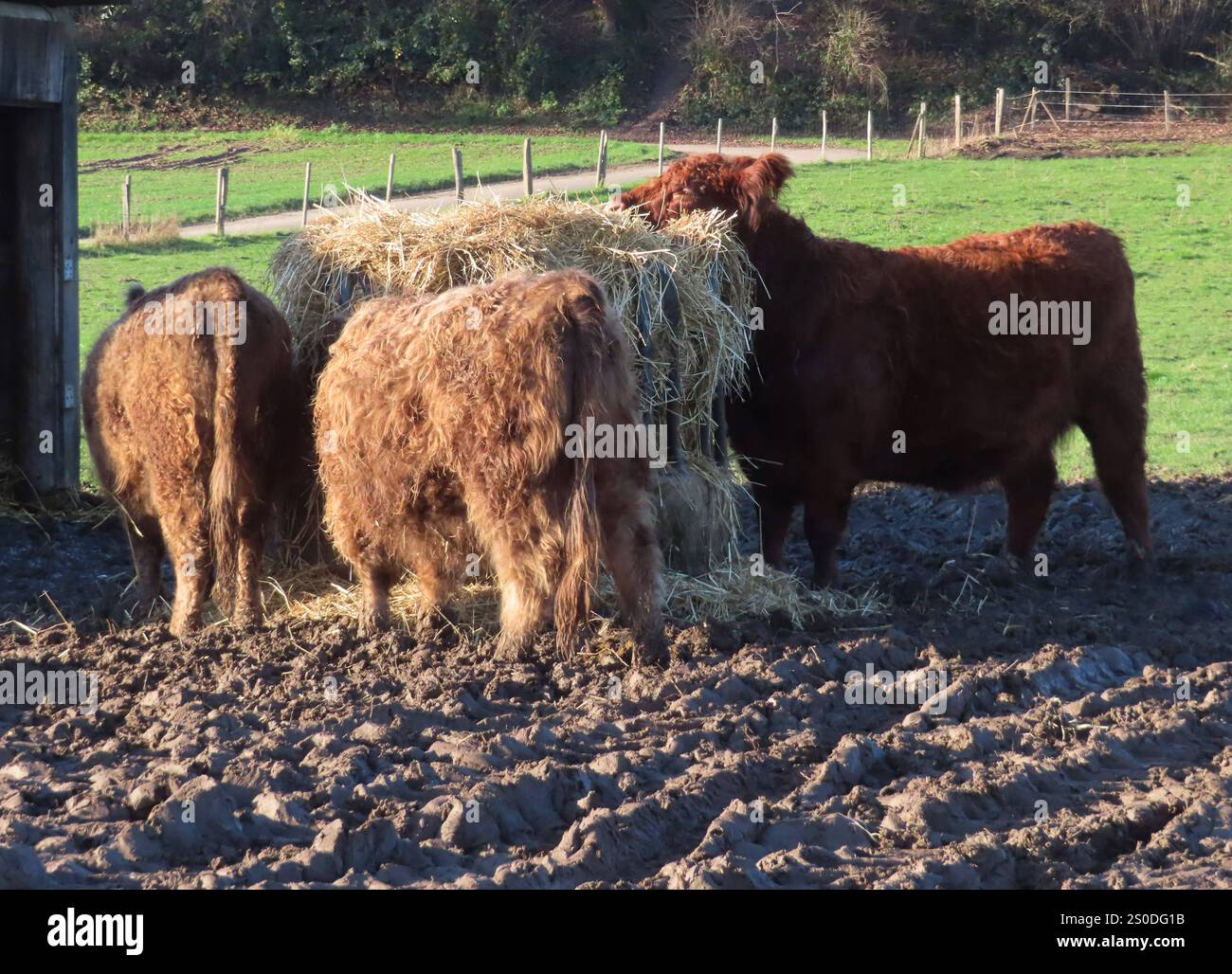 ...die schoenste Beschaeftigung der Rinder aller Rassen - fressen ...