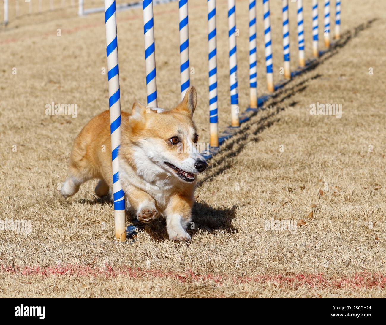Corgi dog on an agility course coming out of the weave poles Stock ...