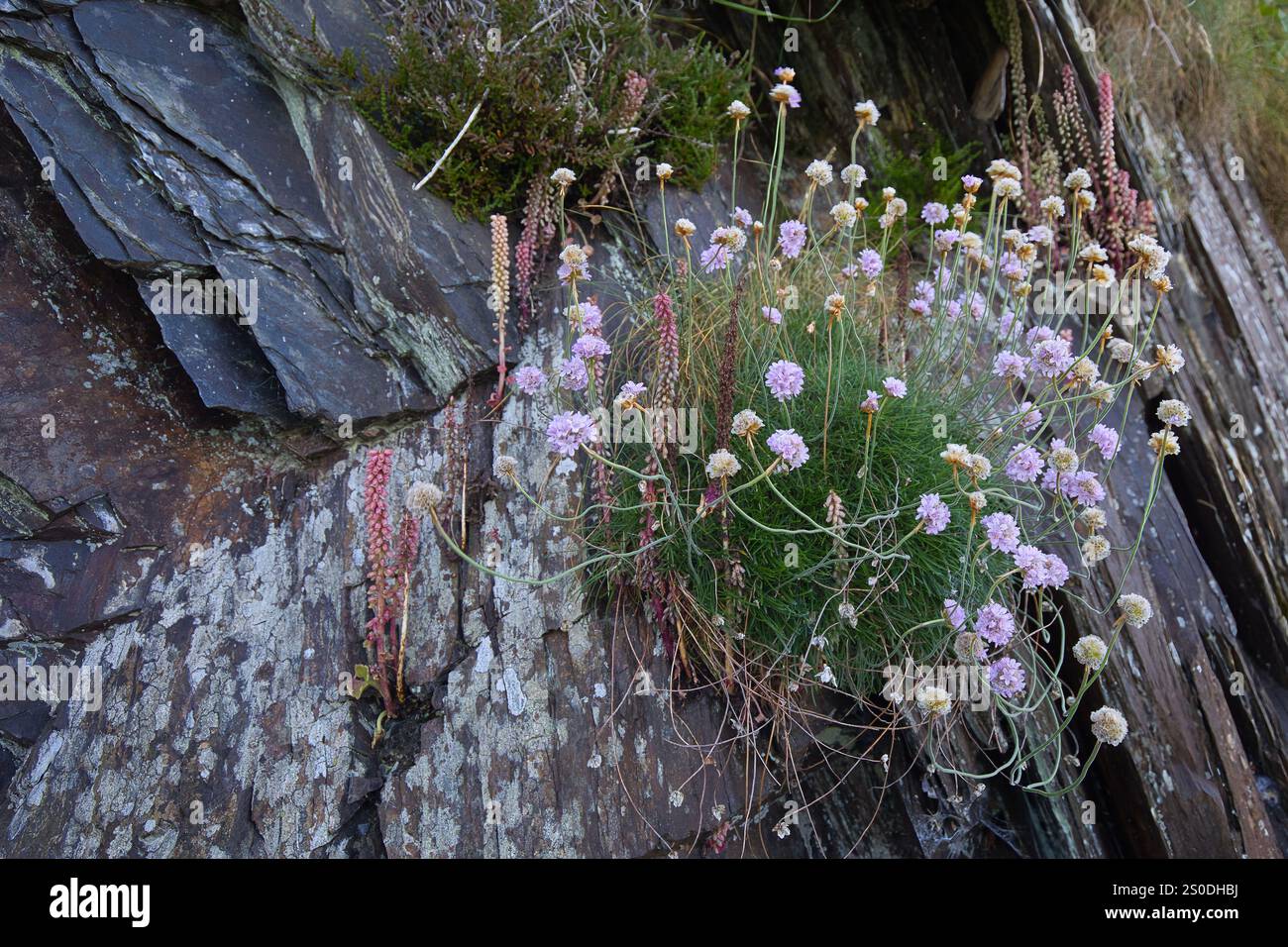 On the Welsh cliffs grow plants such as Armeria maritima and umbilicus ...