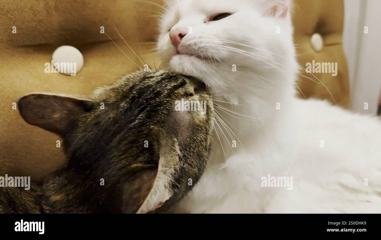 Beautiful domestic cats licking each other with tongues at home. Cute ...