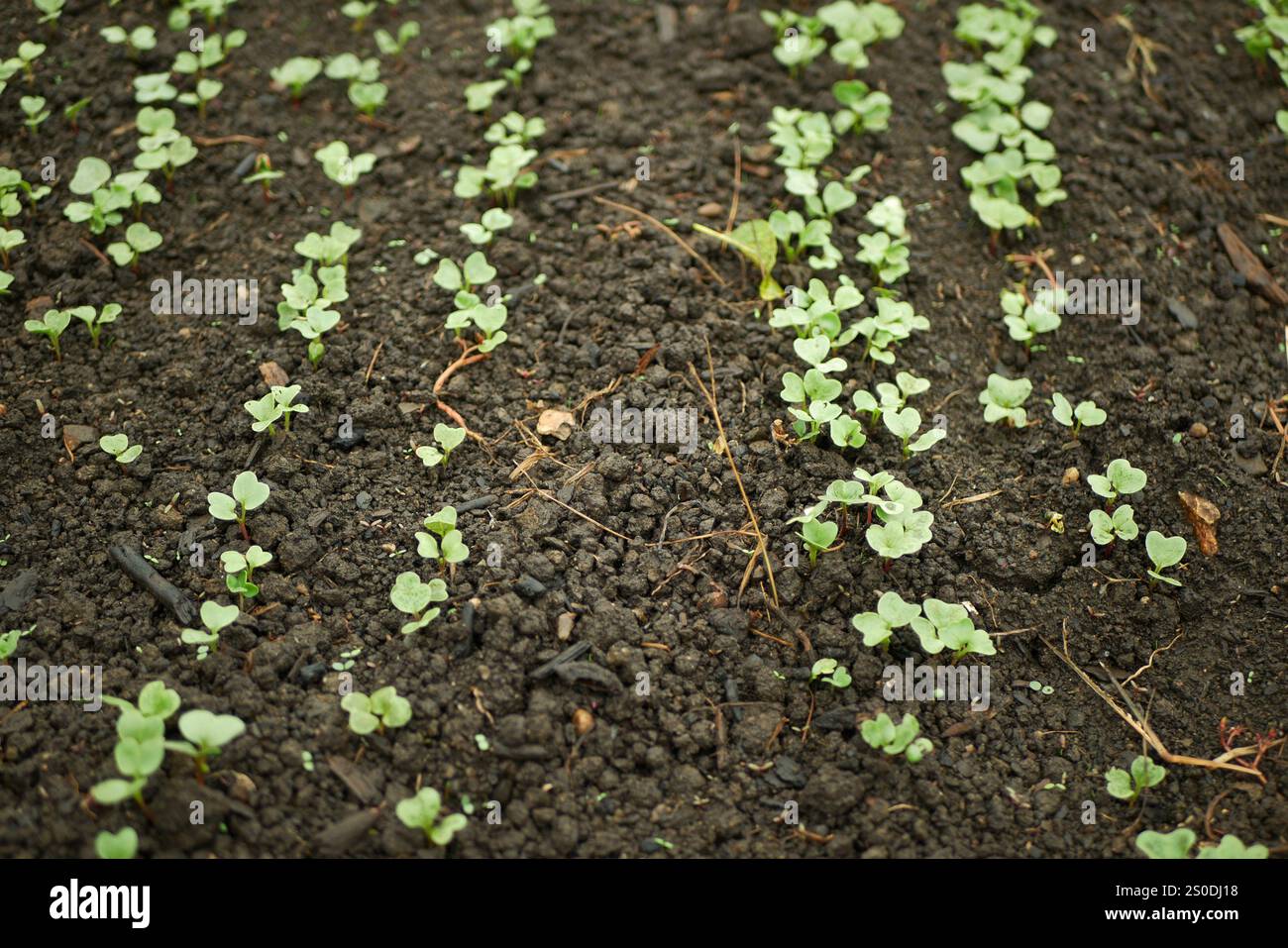 Fresh radish young growing germination seeds plant spring sprouts ...
