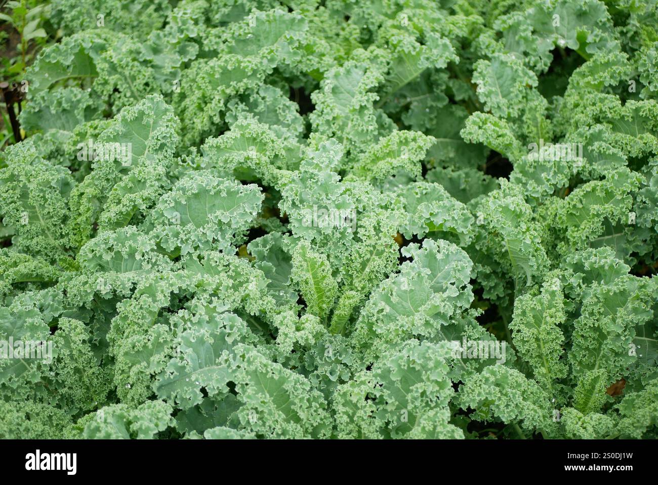 Farm winter leaf curly kale detail harvesting plant cabbage leaves bio ...