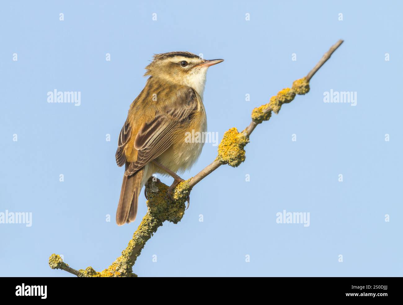 sedge warbler, Acrocephalus schoenobaenus, single adult perched on ...