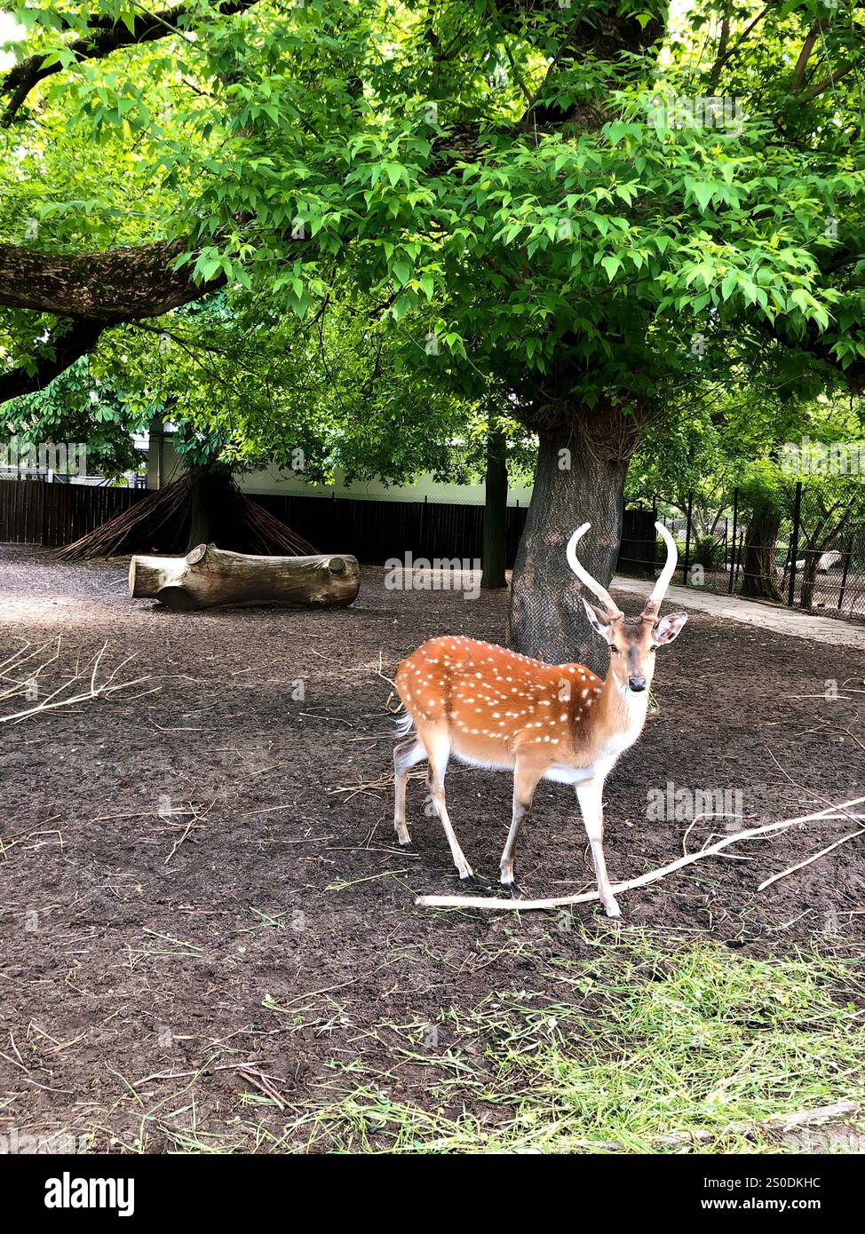 A spotted deer stands under a lush green tree in a serene outdoor ...