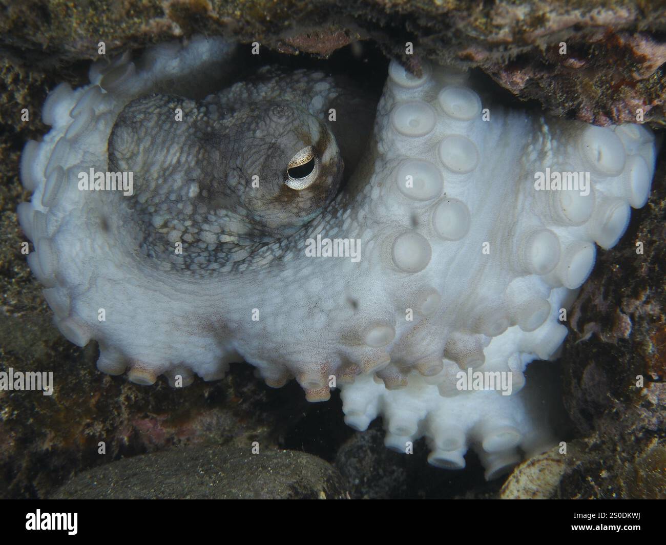 Octopus, Common Octopus (Octopus vulgaris), with tentacles hidden under ...