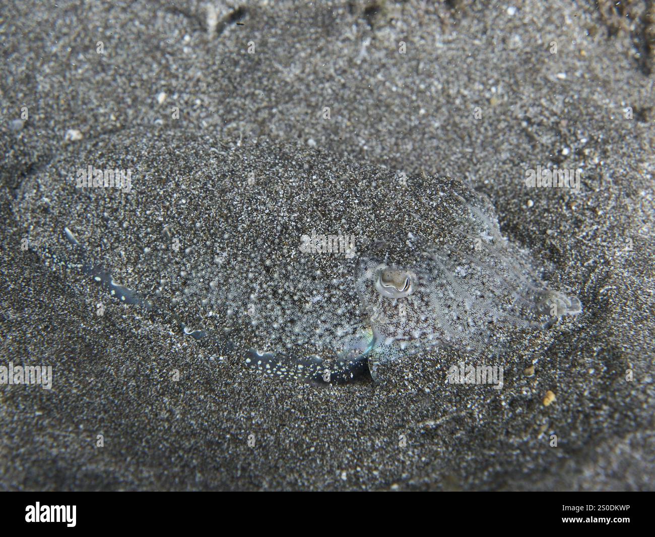 Juvenile Common cuttlefish (Sepia officinalis) inconspicuously hidden ...