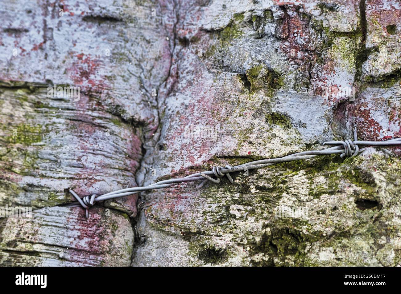 Barbed wire and tree hi-res stock photography and images - Alamy