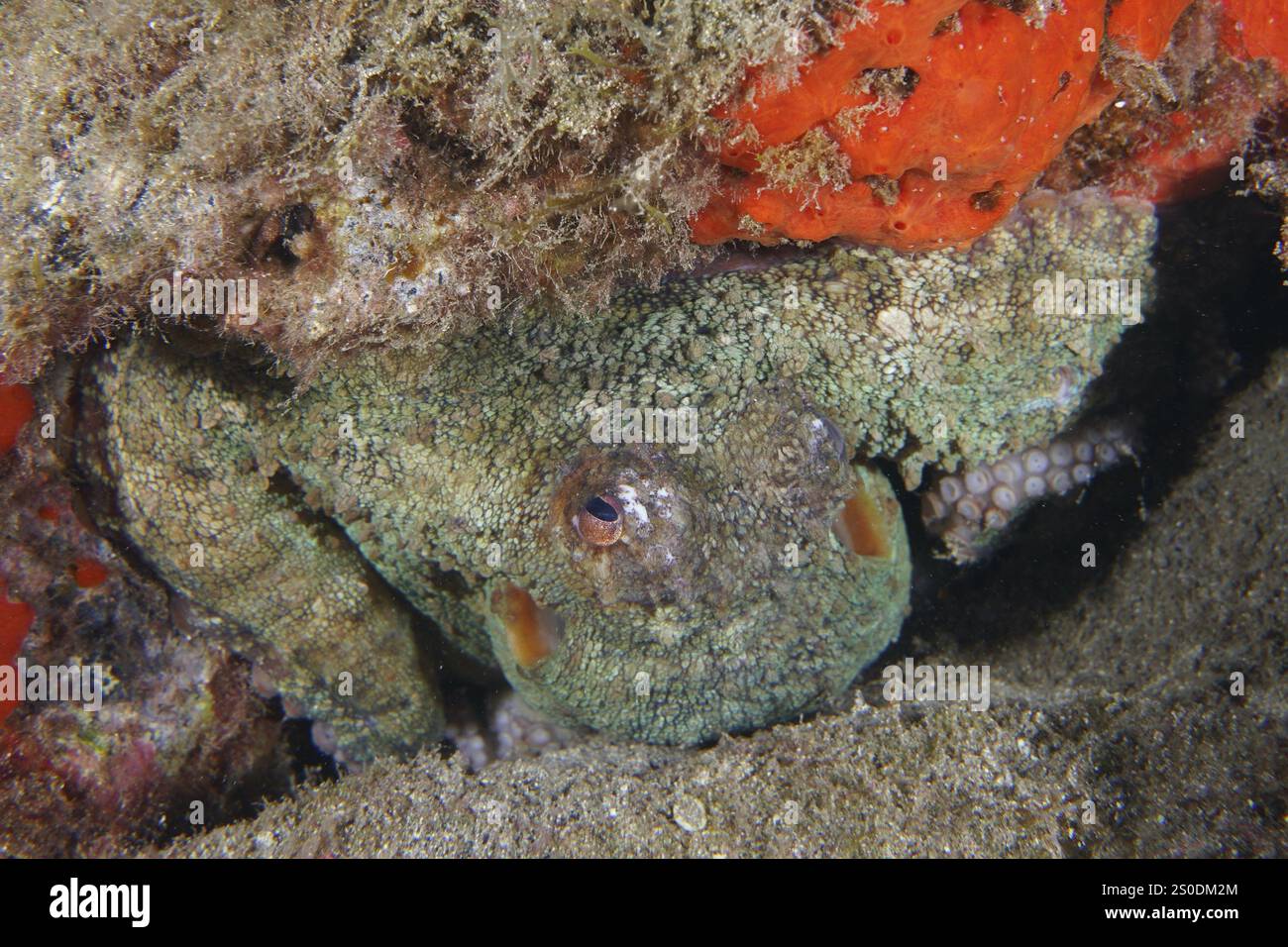 An octopus, Common Octopus (Octopus vulgaris), peeks out of its rocky ...