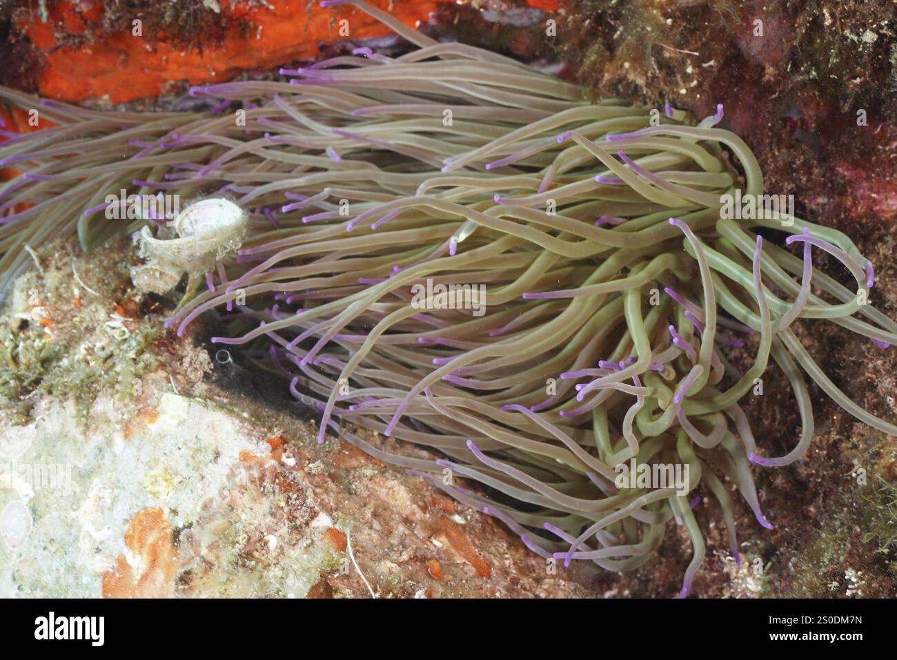Underwater image of a wax rose (Anemonia sulcata) with purple tips on ...