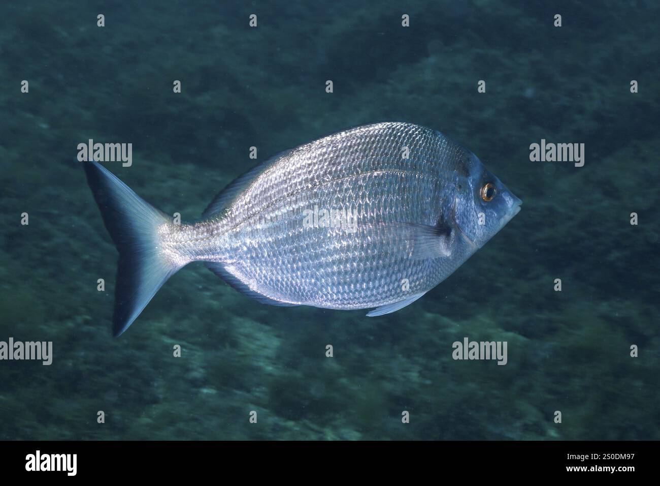 A silvery fish, Pinniped (Diplodus puntazzo), swimming alone in open ...