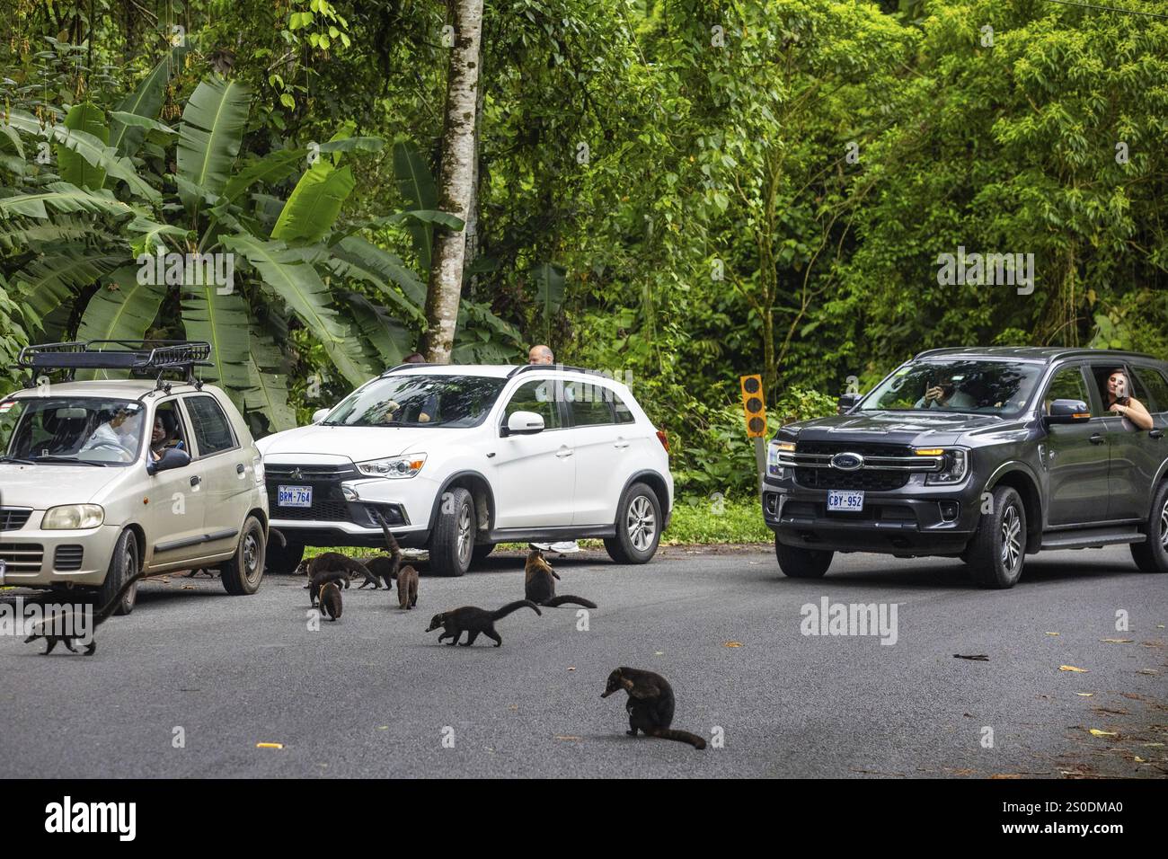 Group of coatis (Nasua narica) on the road in front of cars, Mammals ...