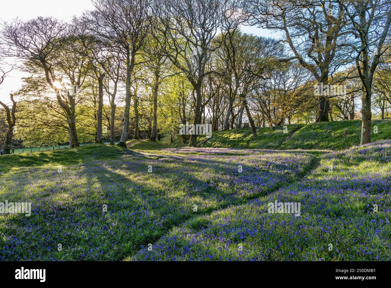 Blackberry Camp; Iron Age Hill Fort; Bluebells in Flower; Devon; UK ...