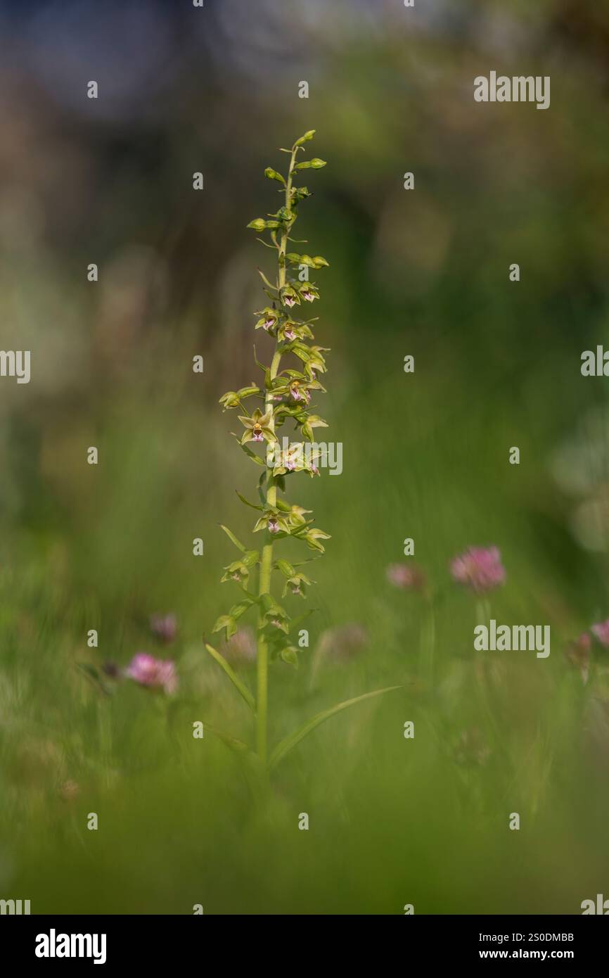 Dune Helliborine; Epipactis dunensis; Flowering; UK Stock Photo - Alamy