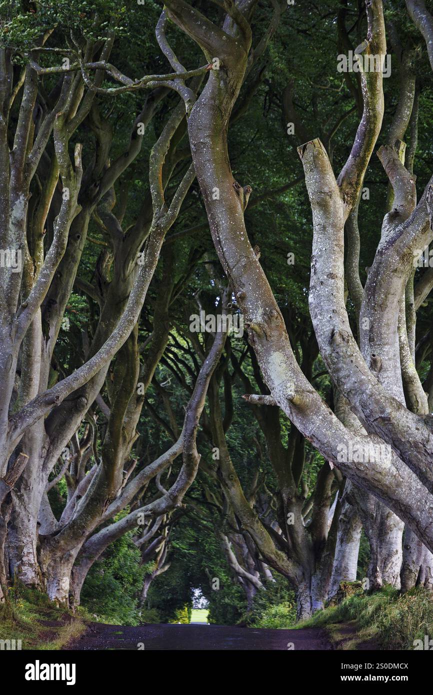 Famous avenue of beech trees, The Dark Hedges, tunnel avenue, mystical ...