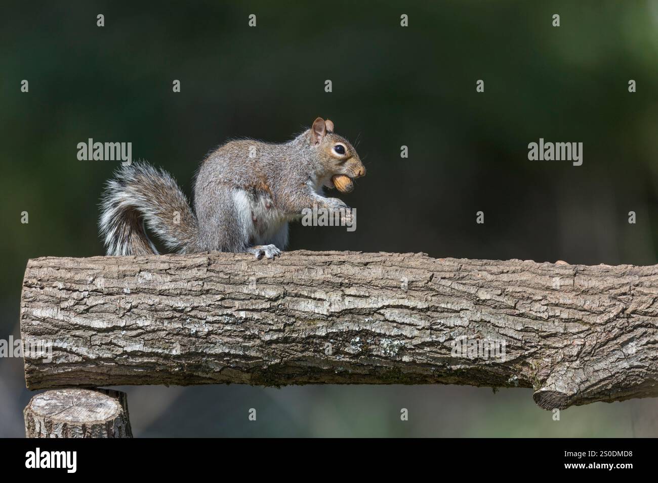 Grey Squirrel; Sciurus carolinensis; Female; With Acorn; Teats Visible ...