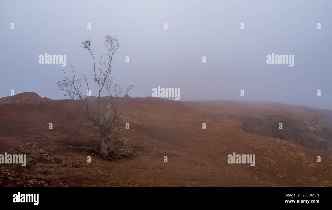 Dead tree in the fog, fog clouds, red earth, erosion, La Gomera, Canary ...