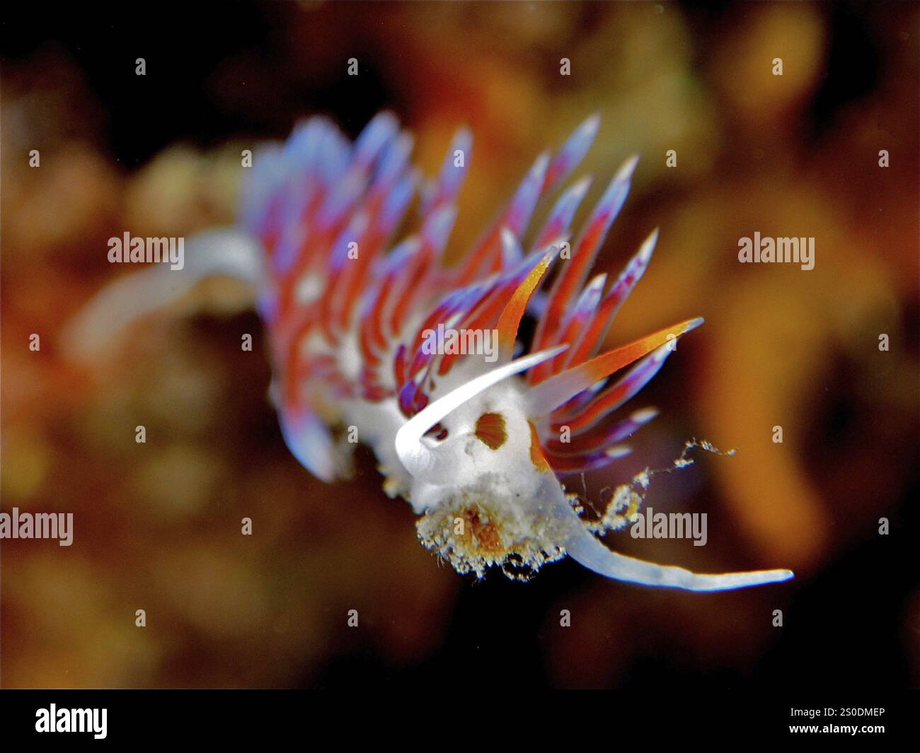 Colourful nudibranch with bright orange-blue colours, migratory thread ...
