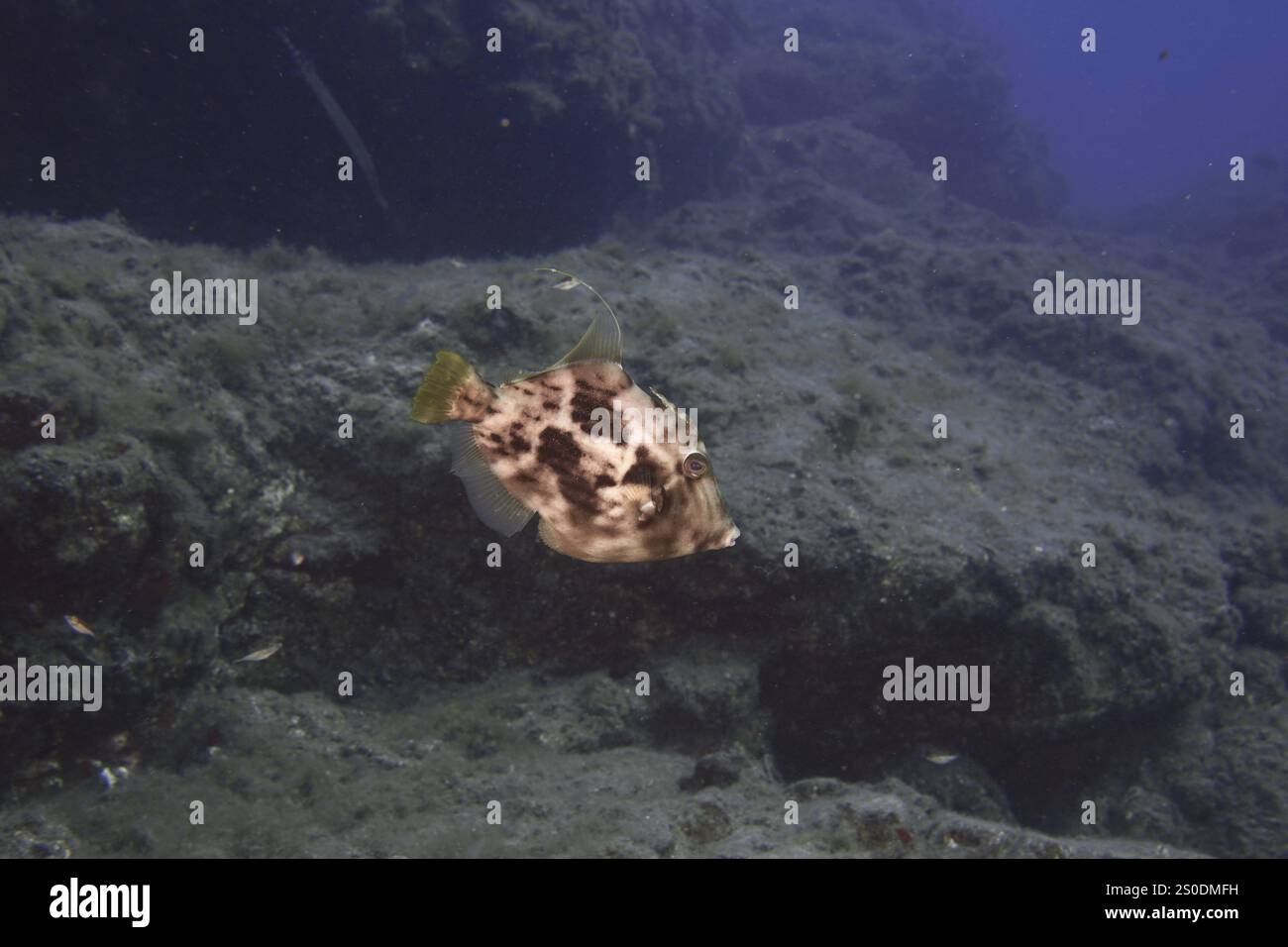 A brown filefish (Stephanolepis hispidus) swimming over a rocky ...