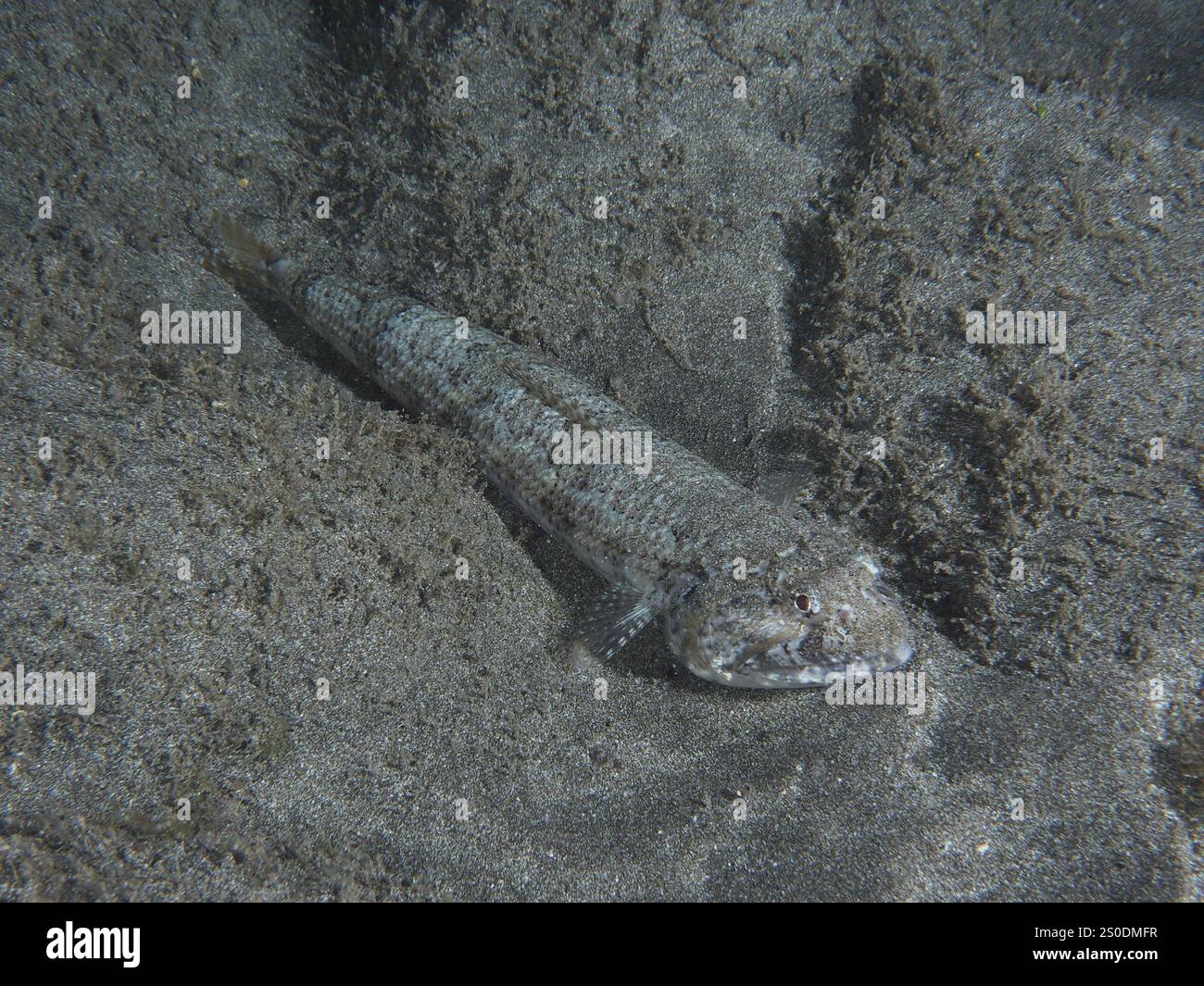 Atlantic lizardfish (Synodus saurus) almost invisible on a grey sandy ...