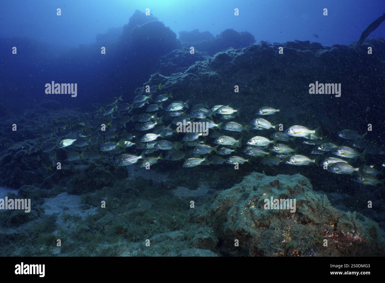 School of Bastard Grunts (Pomadasys incisus) near rock formation in the ...