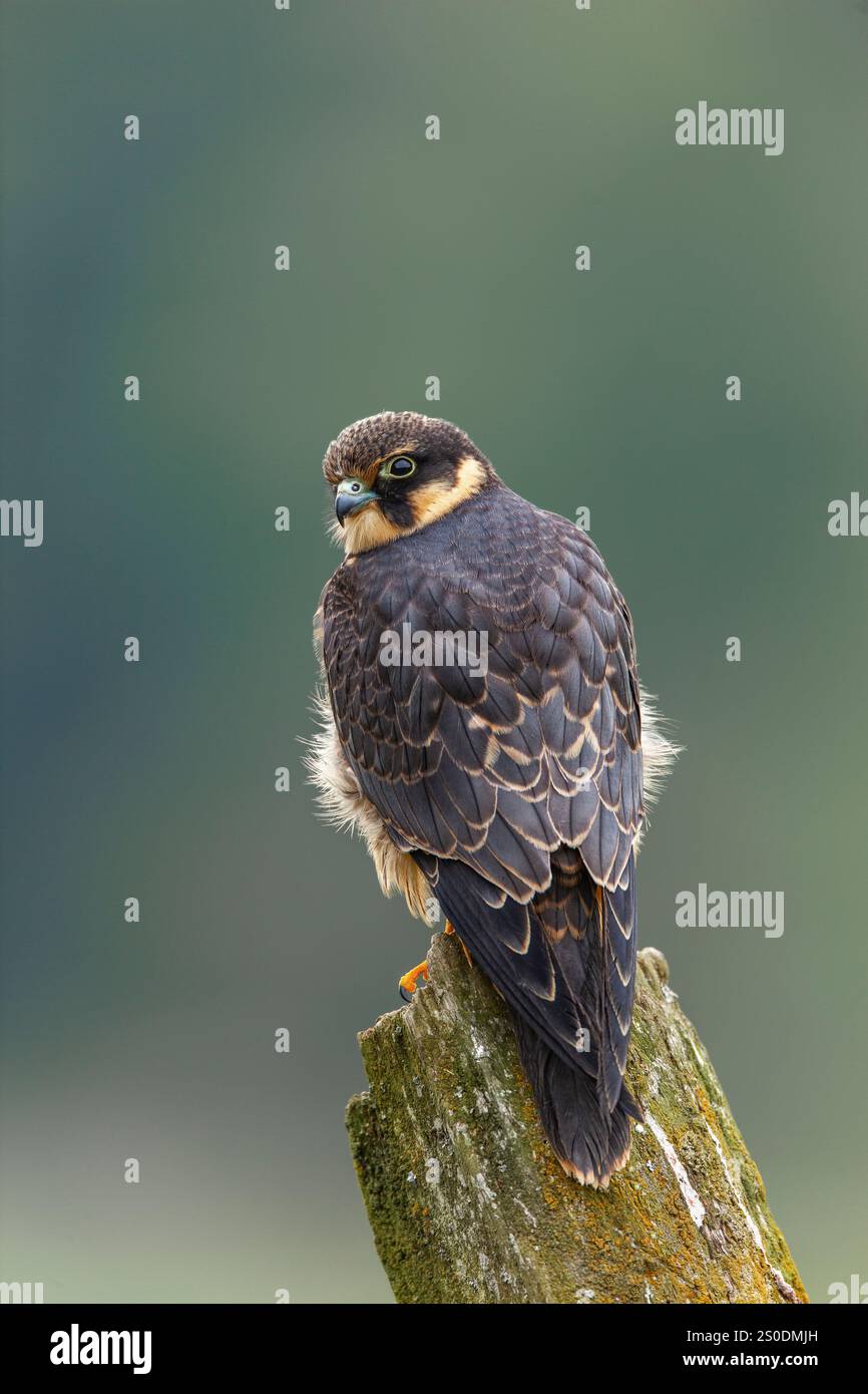 Hobby bird of prey uk hi-res stock photography and images - Alamy