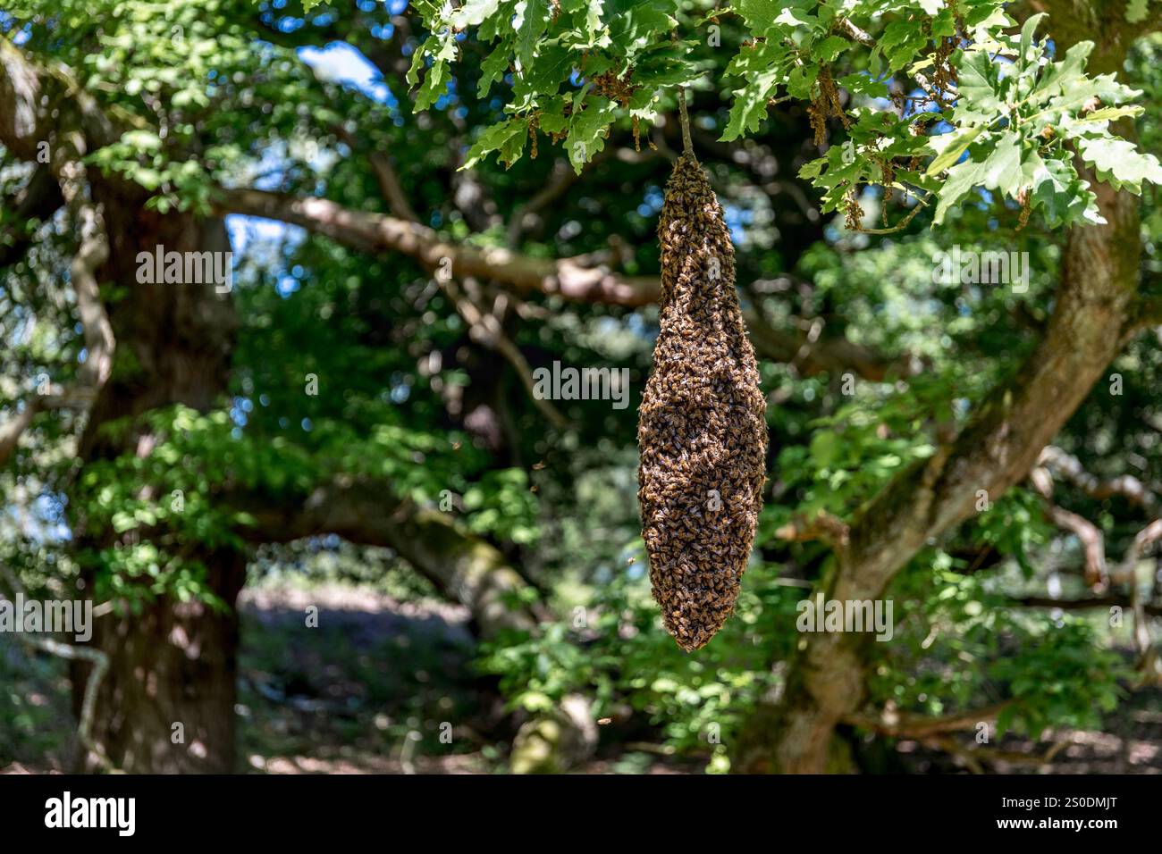 Honey Bee; Apis mellifera; Swarm; Cannock Chase; UK Stock Photo - Alamy