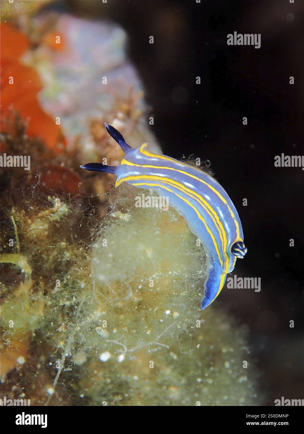 A blue star snail (Felimare tricolor) with yellow stripes crawls over ...