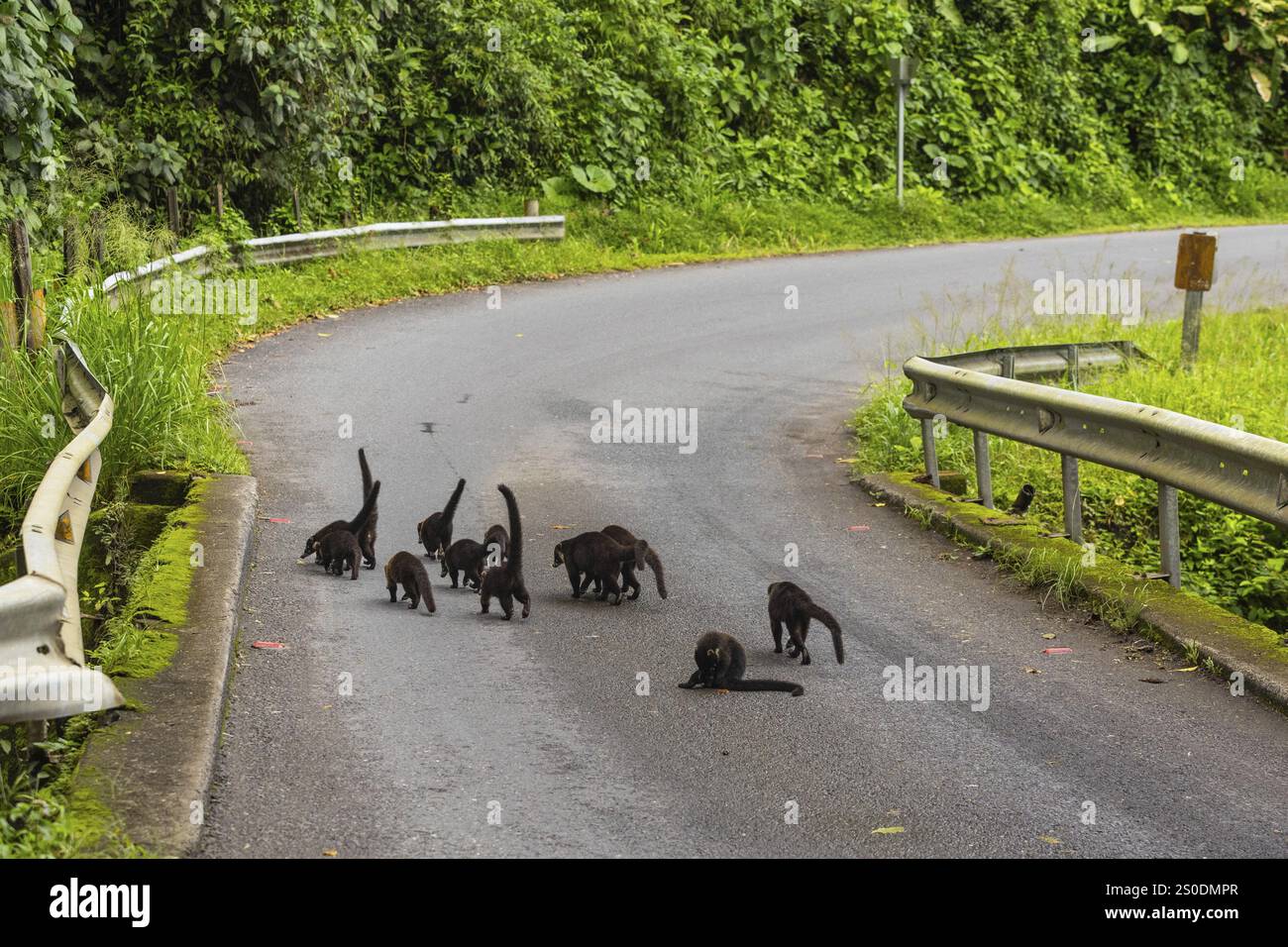 Group of coatis (Nasua narica) on the road, Mammals (Mammalia), Costa ...