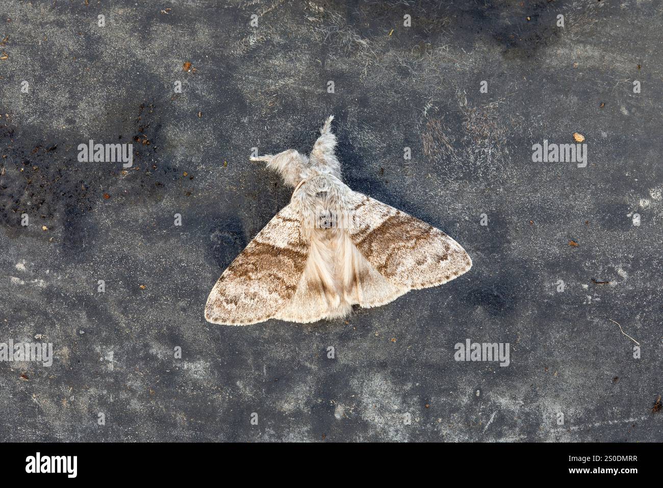 Pale Tussock Moth; Calliteara pudibunda; UK Stock Photo - Alamy
