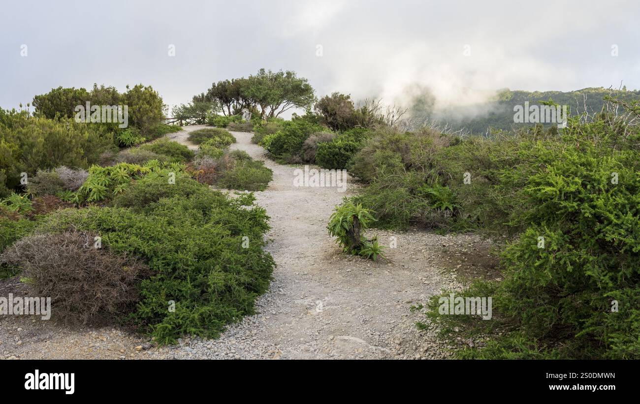 Hiking trail to the highest point of the island, Alto de Garajonay ...