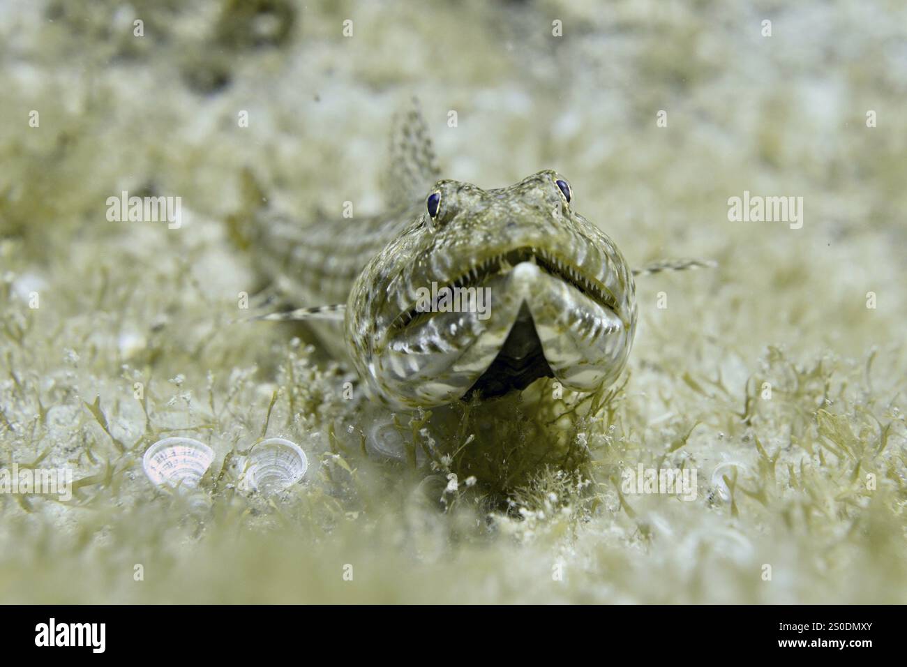 A fish with camouflage pattern, diamond lizardfish (Synodus synodus ...