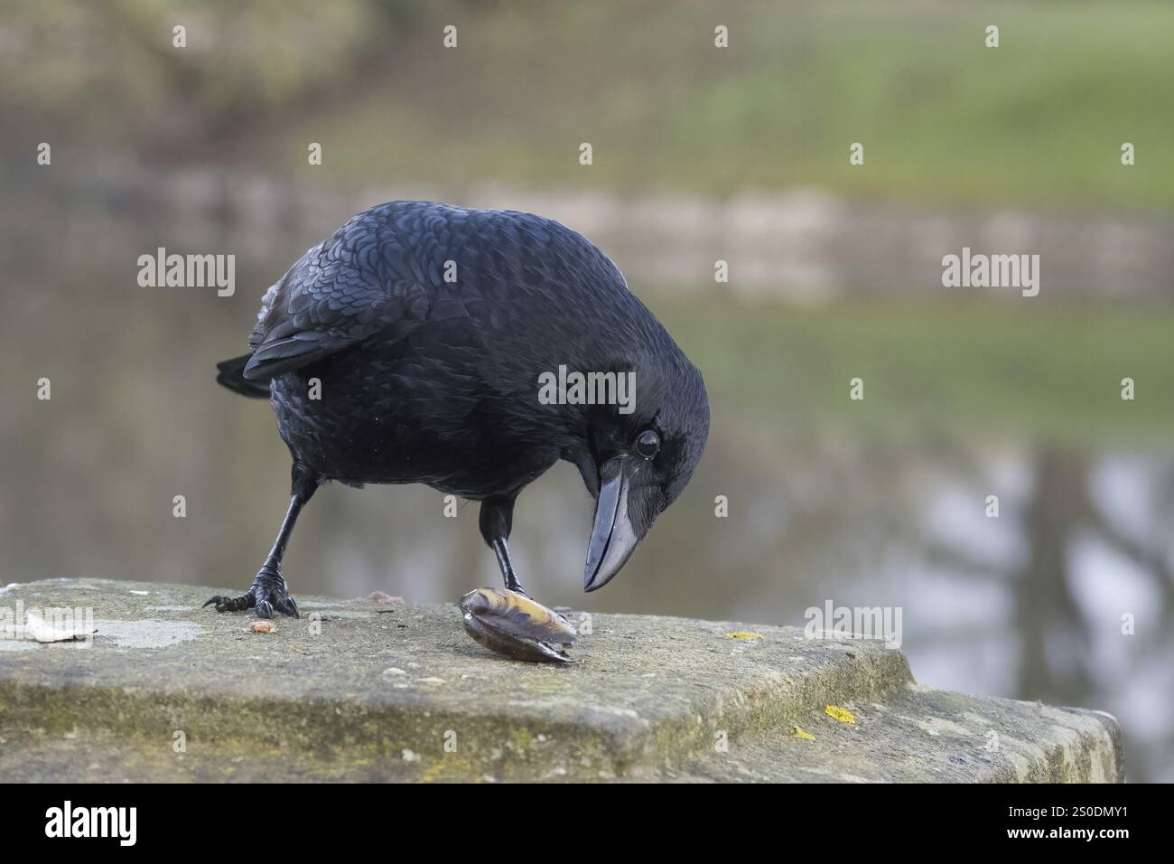 A crow (Corvus corone) examining a mussel on a stone bridge pier, Hesse ...