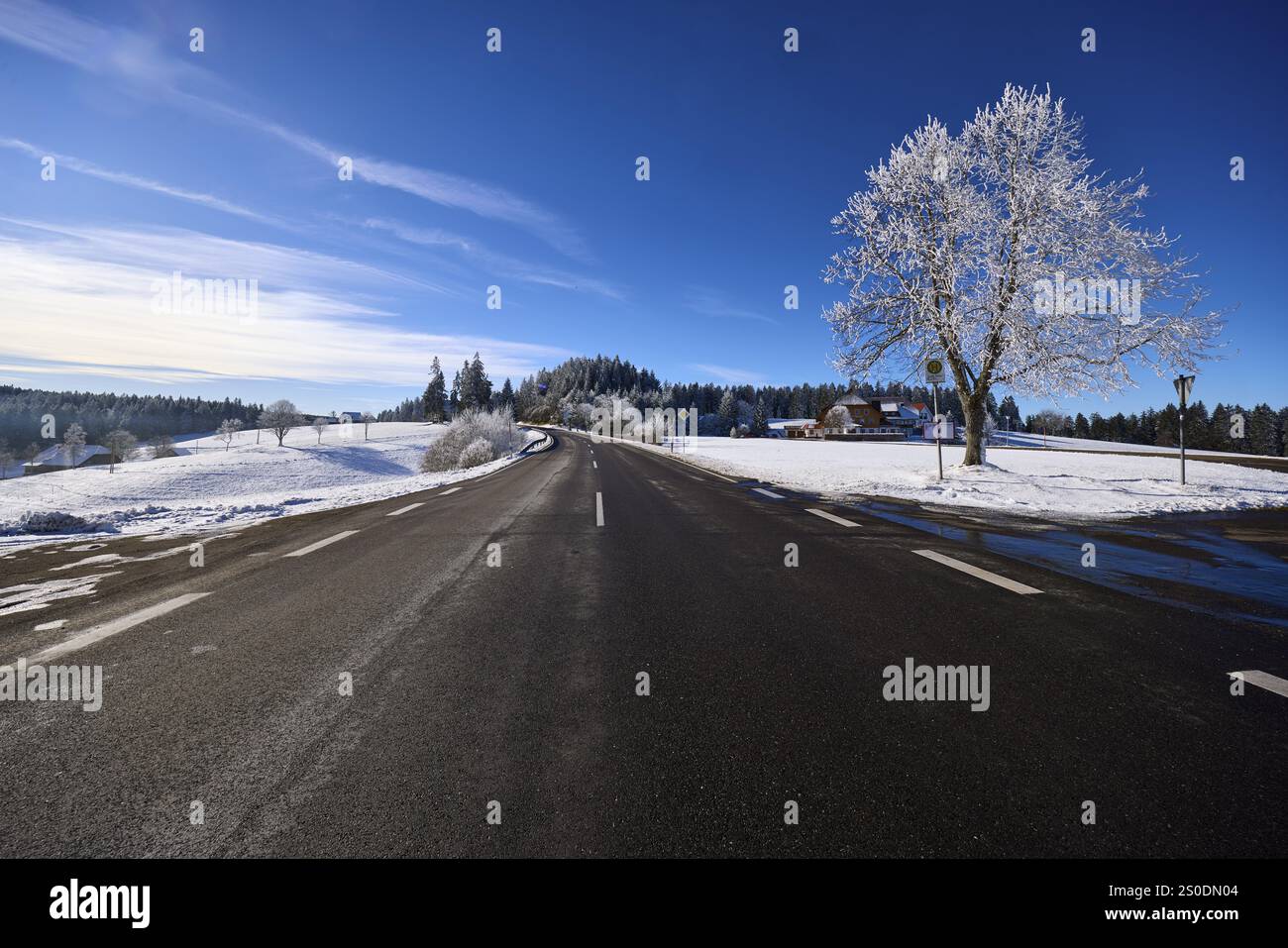 Federal road B500, winter landscape, freestanding snow-covered tree ...