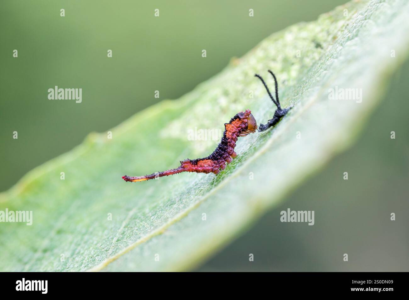 Puss Moth; Cerura vinula; Larva On Willow After First Skin Shed; UK ...