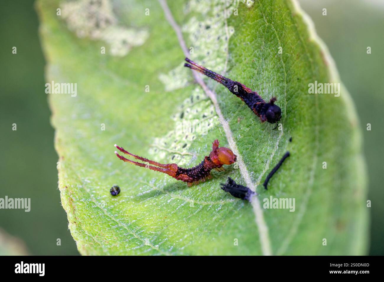 Puss Moth; Cerura vinula; Larva On Willow After First Skin Shed; UK ...