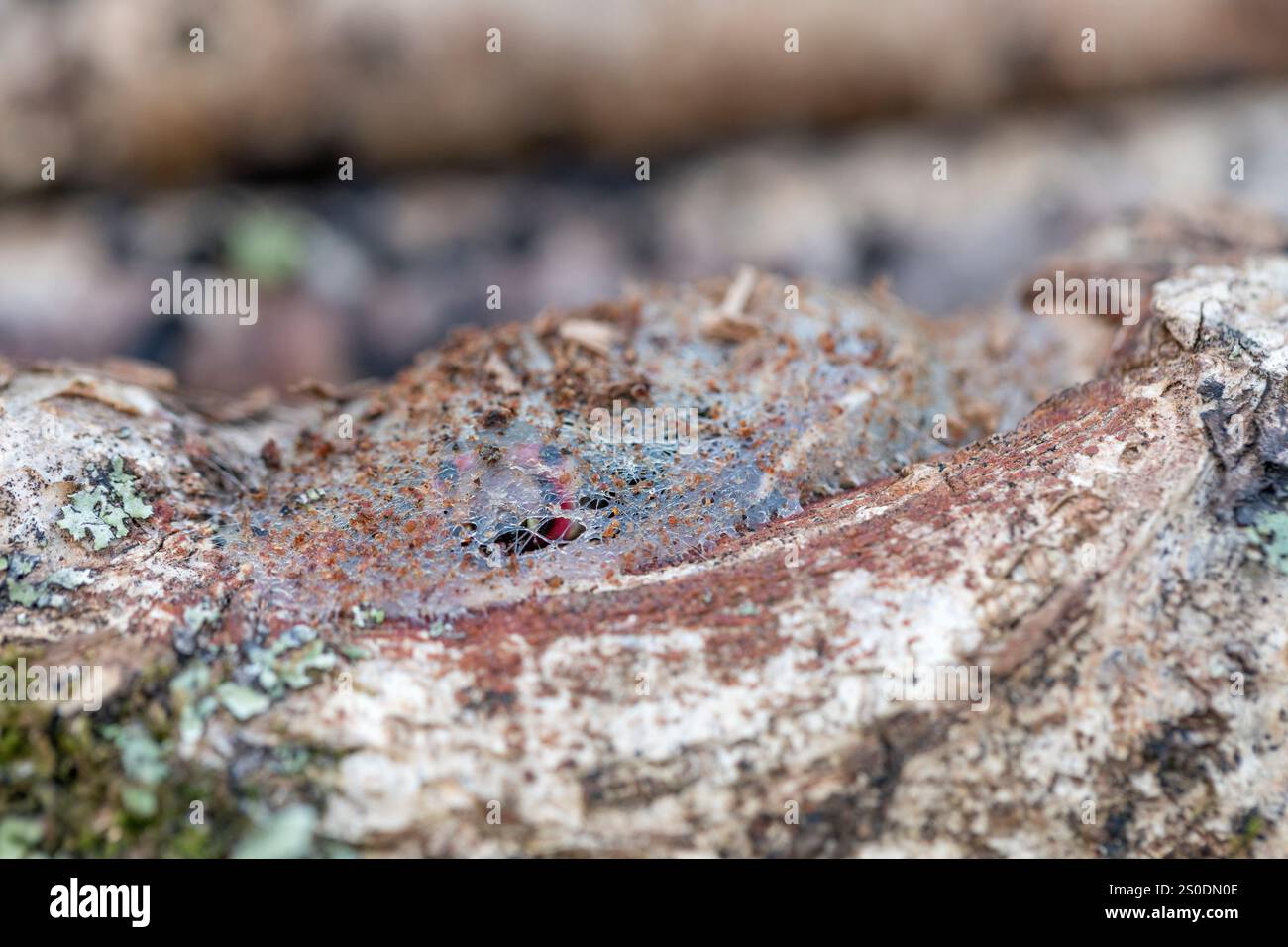 Puss Moth; Cerura vinula; Larva Spinning Cocoon; UK Stock Photo - Alamy