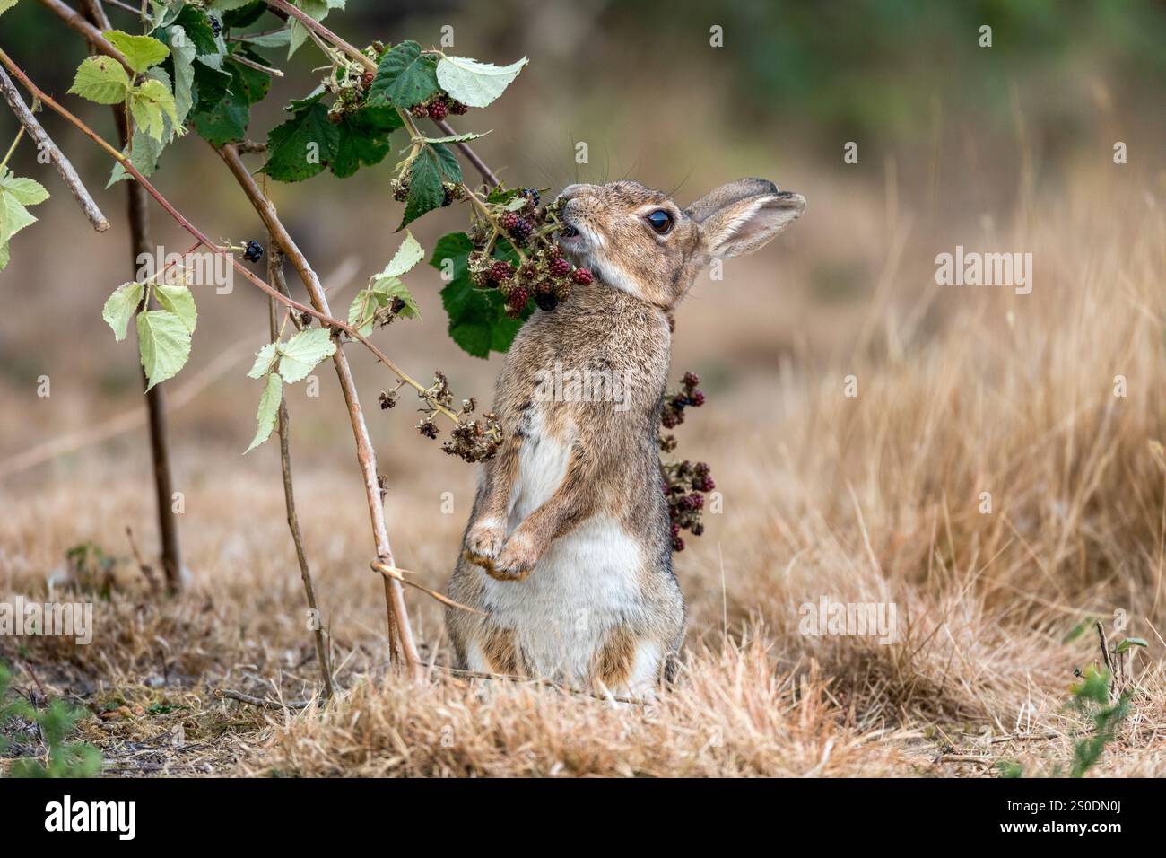 Rabbit; Oryctolagus cuniculus; Eating Blackberries; UK Stock Photo - Alamy