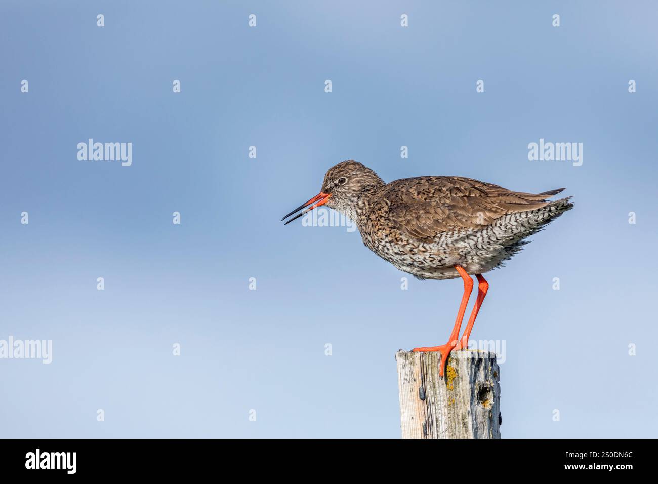 Redshank; Tringa totanus; Standing on a Post; UK Stock Photo - Alamy