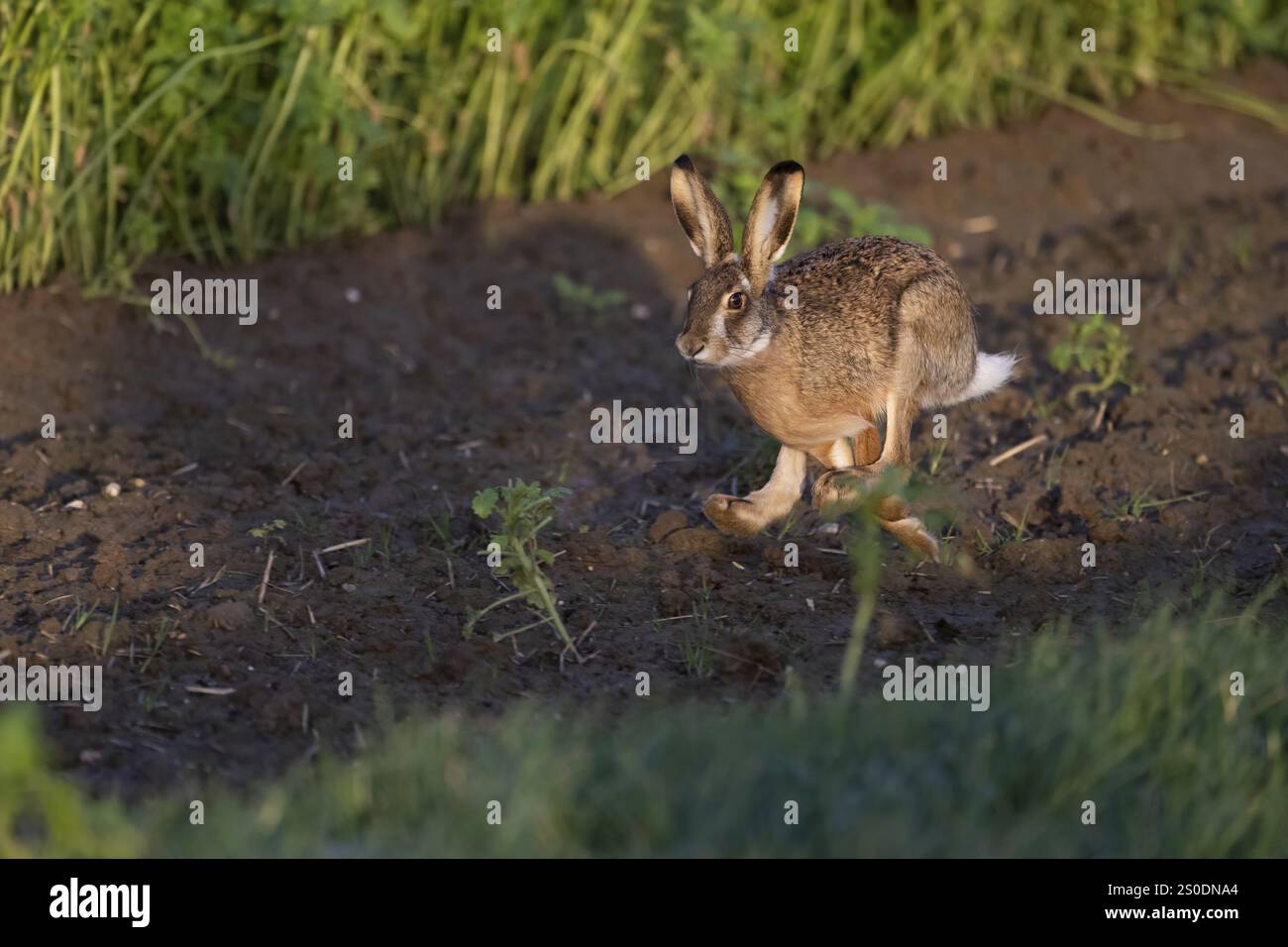 European hare (Lepus europaeus), Neuss, Germany, Europe Stock Photo - Alamy
