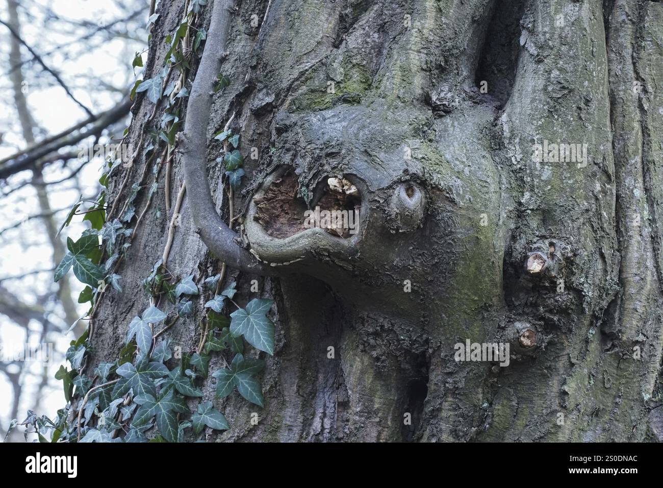 Detail of an old tree trunk with ivy and clear bark structure, animal ...