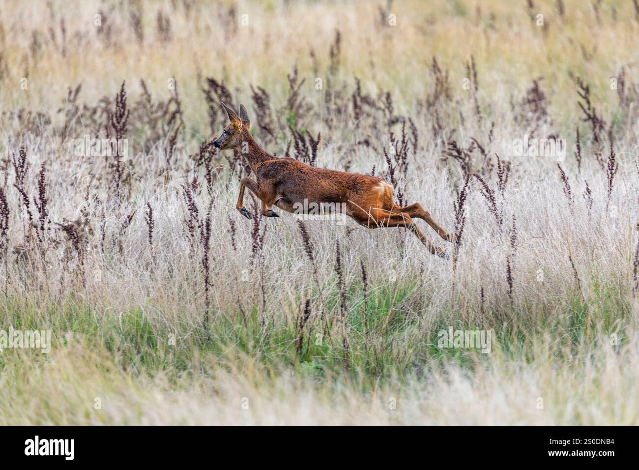 Leaping roe deer uk hi-res stock photography and images - Alamy