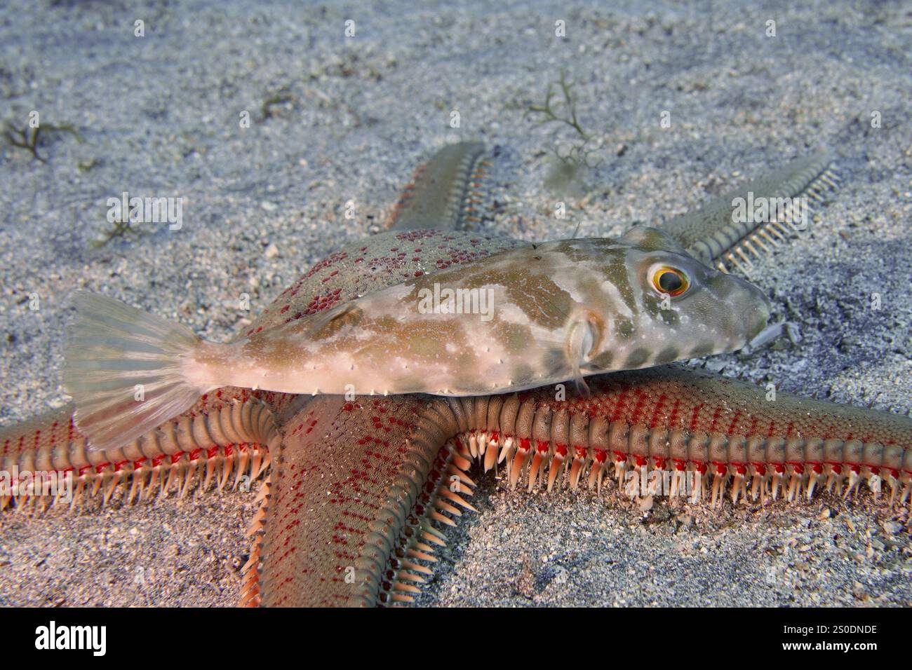 A pearled pufferfish (Sphoeroides spengleri) resting on a large red ...