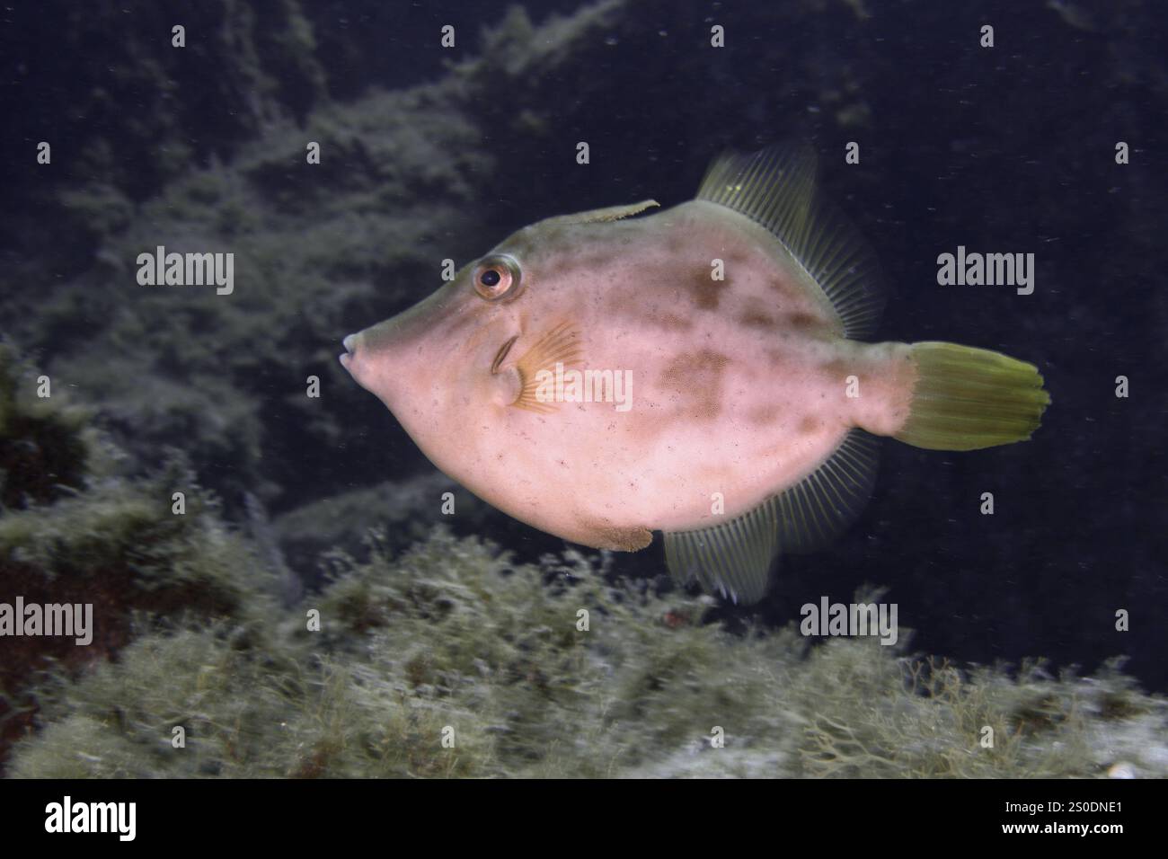 A brown filefish (Stephanolepis hispidus) with green fins swimming in ...