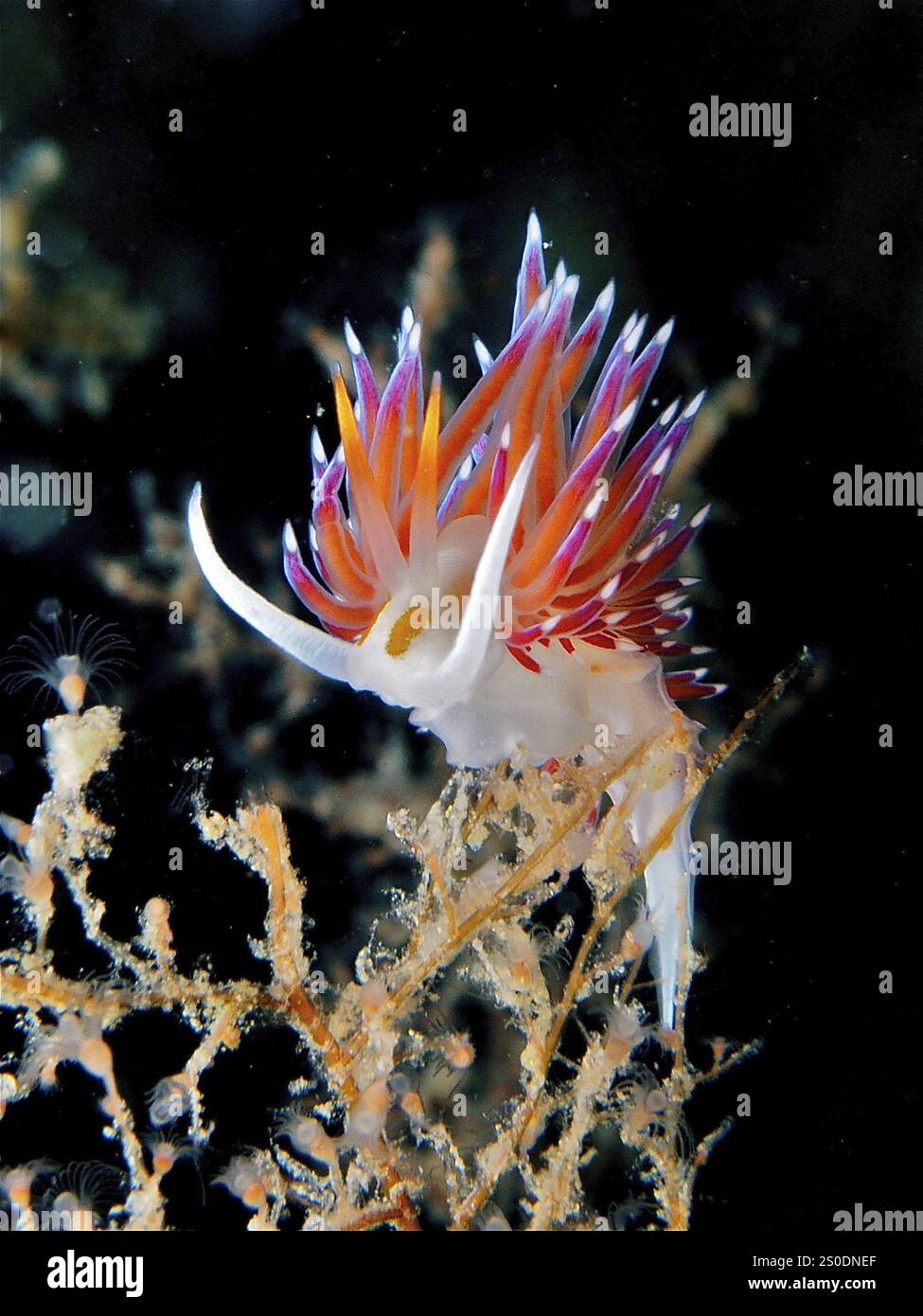Impressive, brightly coloured nudibranch, migratory thread snail ...