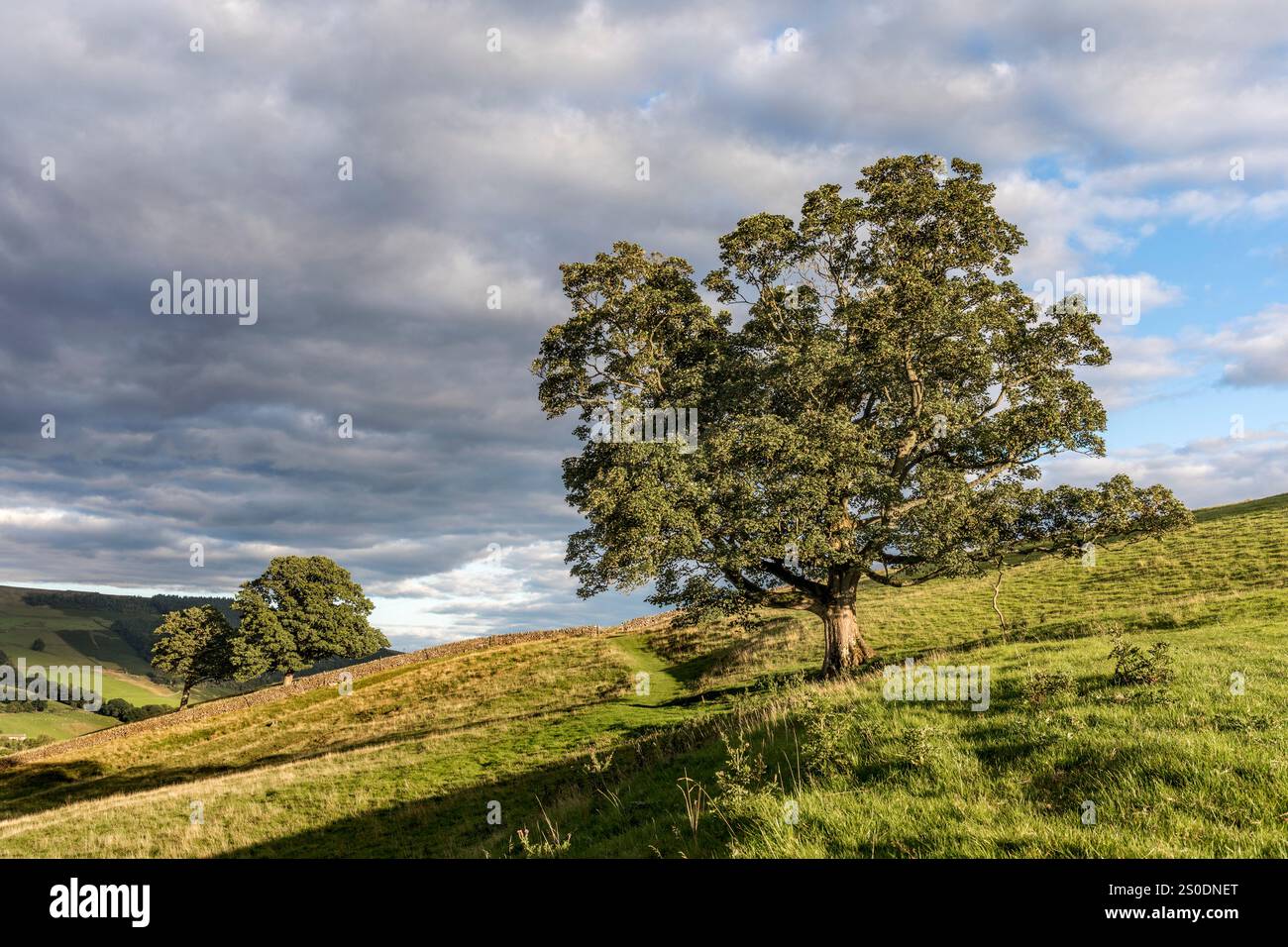 Sycamore Tree; Acer pseudoplatanus; Nidderdale; Yorkshire; UK Stock ...