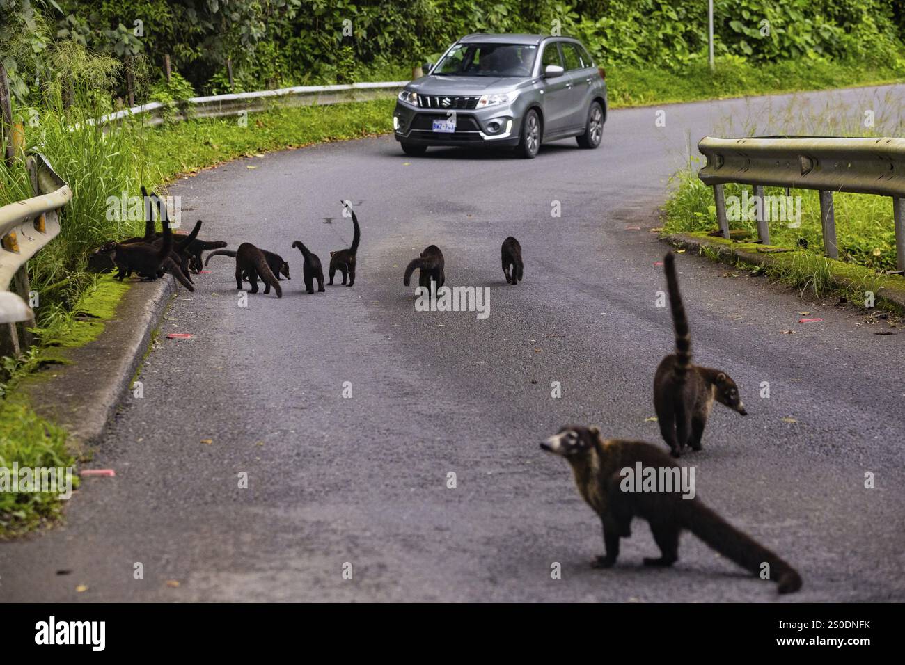 Group of coatis (Nasua narica) on the road in front of a car, Mammals ...